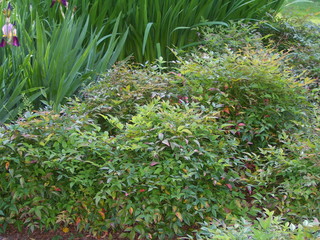 Plantings - Traditional - Landscape - Birmingham - by Bob Elam | Houzz