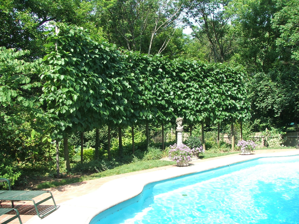 Pleached trees - Traditional - Landscape - Other - by Fullmer's ...