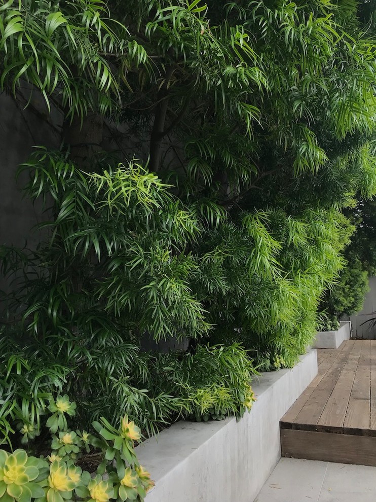 Podocarpus green screen - Modern - Landscape - Los Angeles - by Outside ...