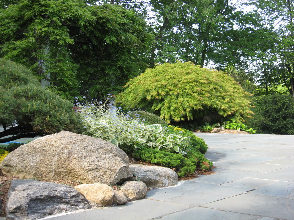 Pool patio garden planting with Japanese Maple - Traditional ...