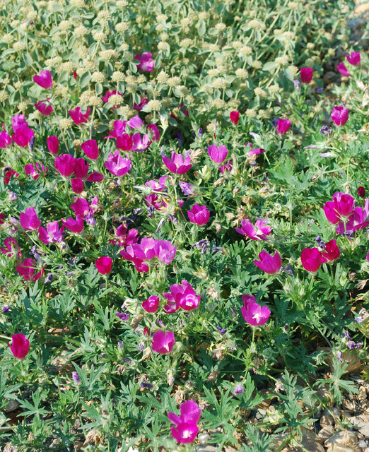 5 Essential Native Ground Covers for the Central Plains