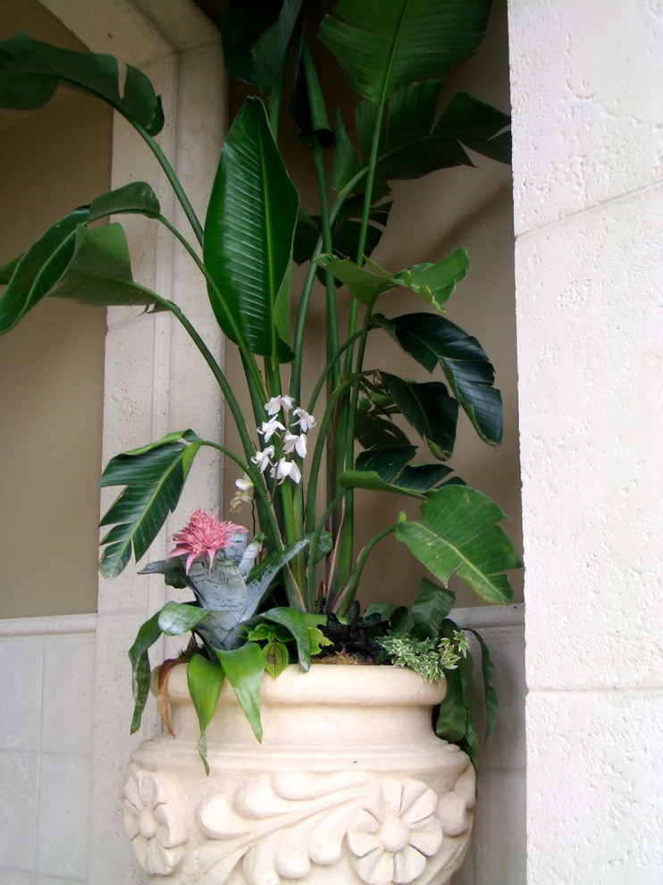 Pots - Tropical - Landscape - Miami - by Details Garden Design | Houzz