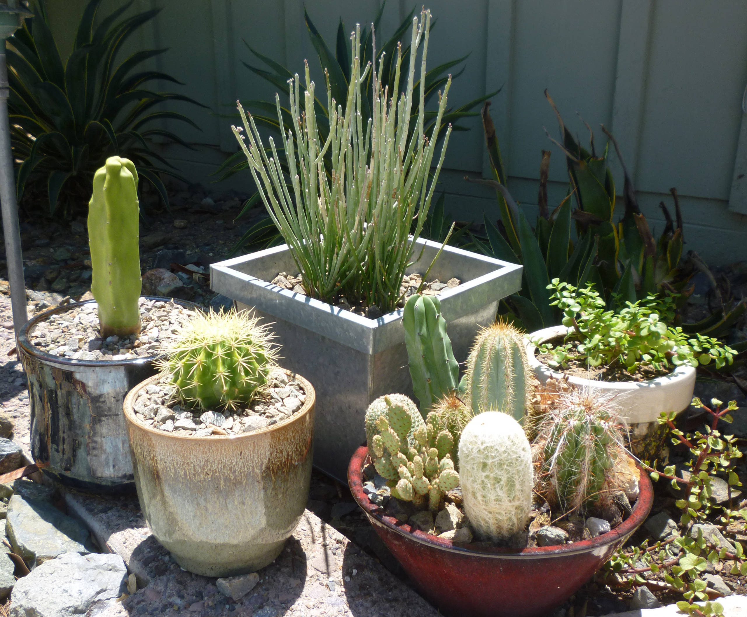 Potted Cactus Ideas