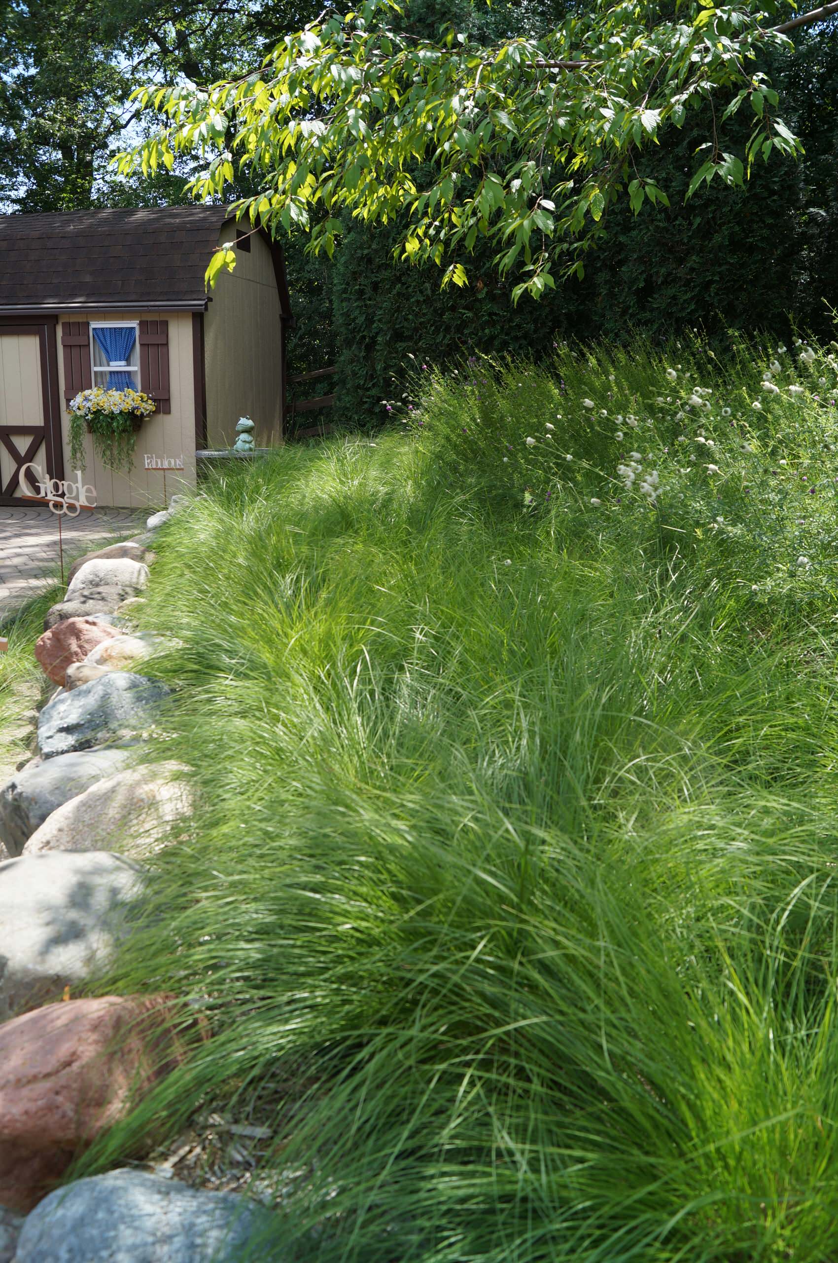 Prairie Dropseed Chanticleer