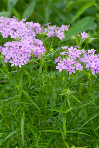 Prairie Phlox - Landscape - Minneapolis - by Pollination Press LLC | Houzz