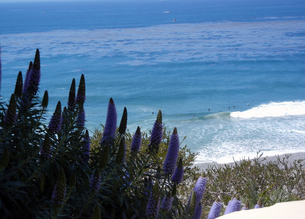 Pride of Madeira in Full Bloom - Tropical - Landscape - Orange County ...