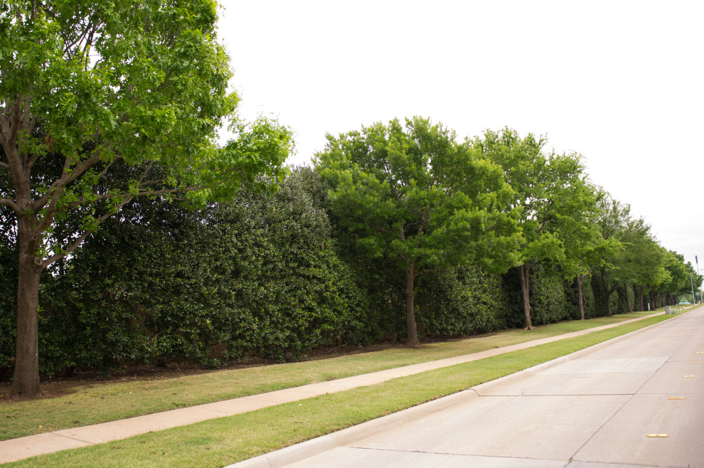 Privacy Screening - Landscape - Dallas - by Treeland Nursery