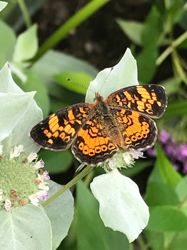 Project "S" - Landscape - Philadelphia - by Stephen Coan, LLC ...