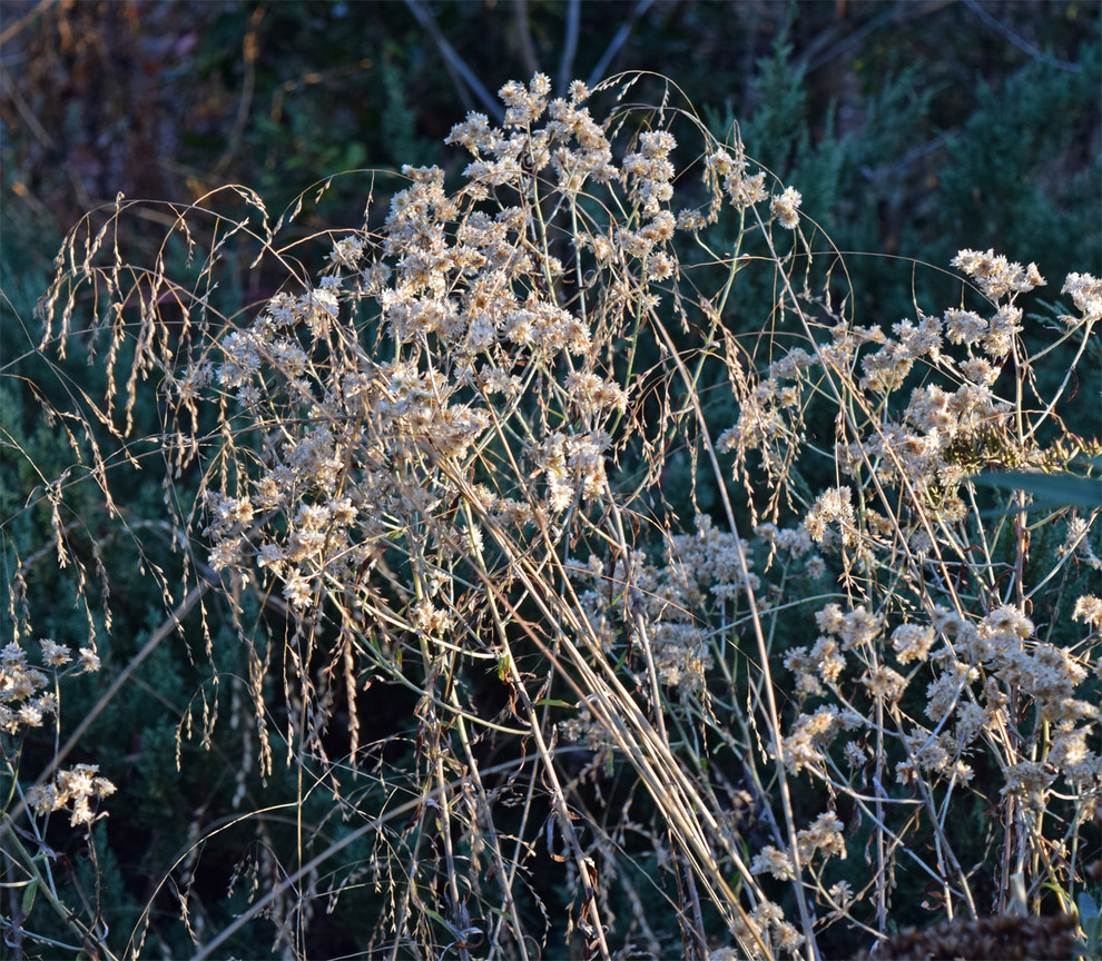 Great Design Plant: Pseudognaphalium Obtusifolium, or Rabbit Tobacco