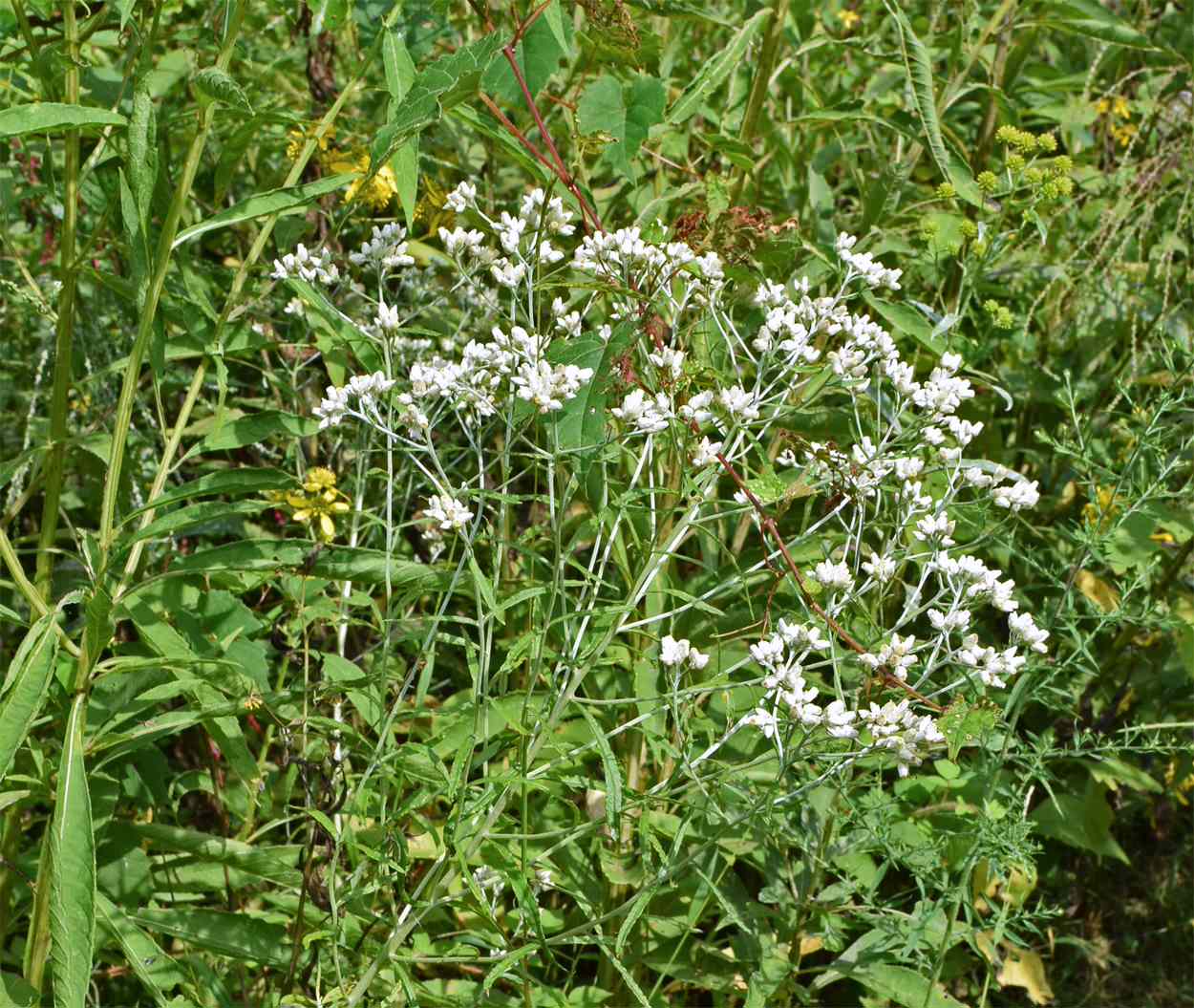 Great Design Plant: Pseudognaphalium Obtusifolium, or Rabbit Tobacco