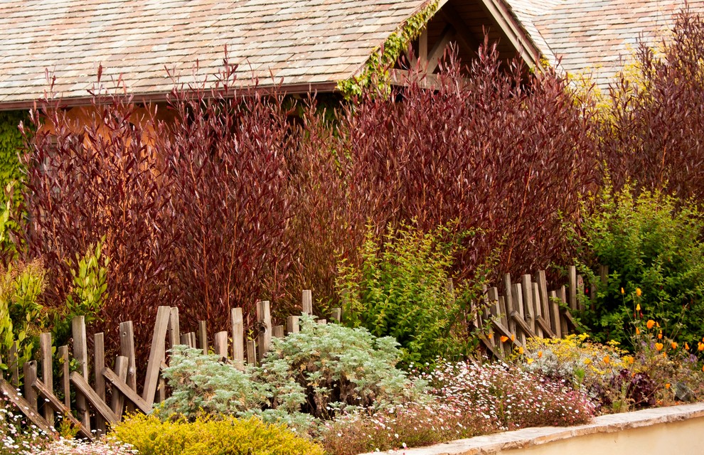 Purple Hopseed Bush, Dodonaea viscosa 'Purpurea' - Landscape - Los ...