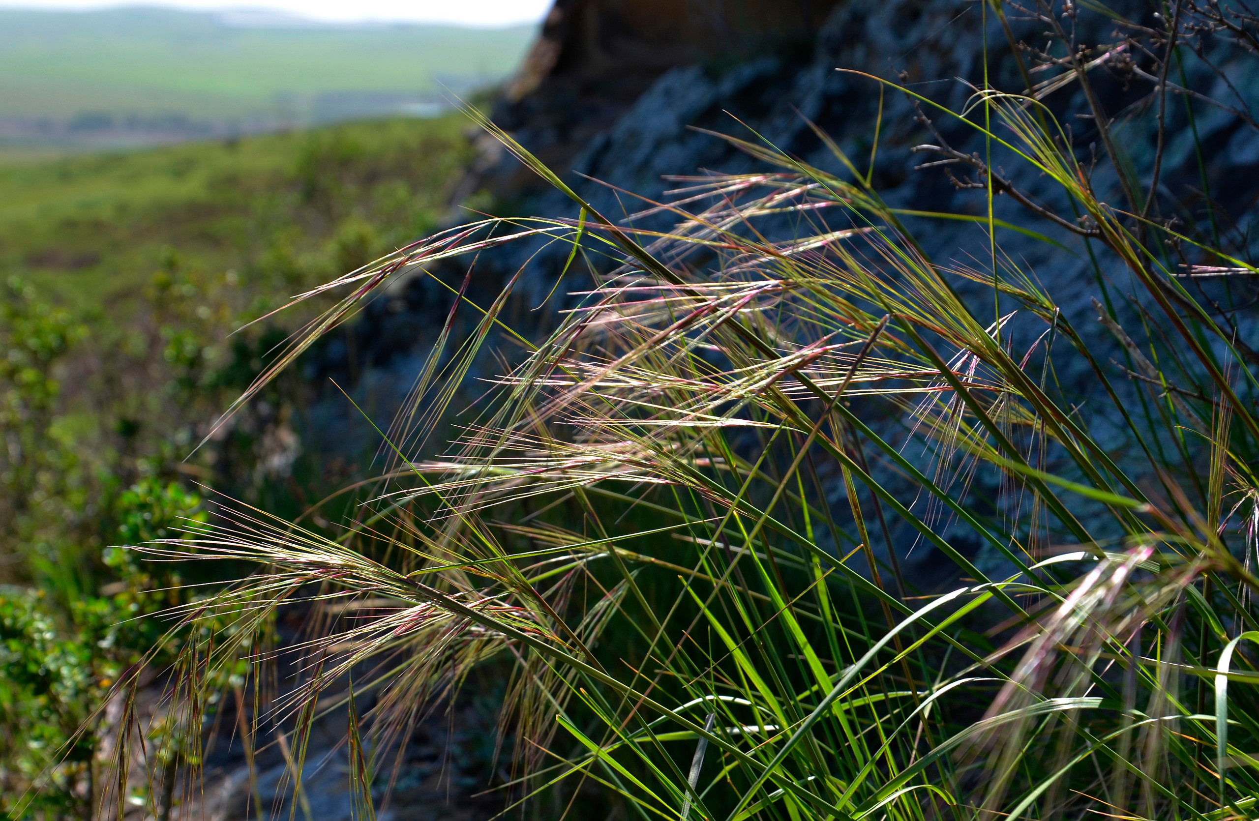 Great Design Plant: Purple Needle Grass, California’s State Grass