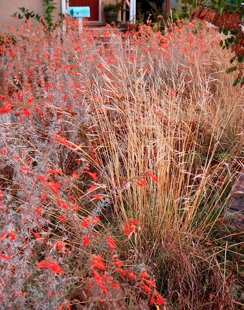 Purple Needle Grass (Stipa pulchra) - Landscape - Other - by John J ...