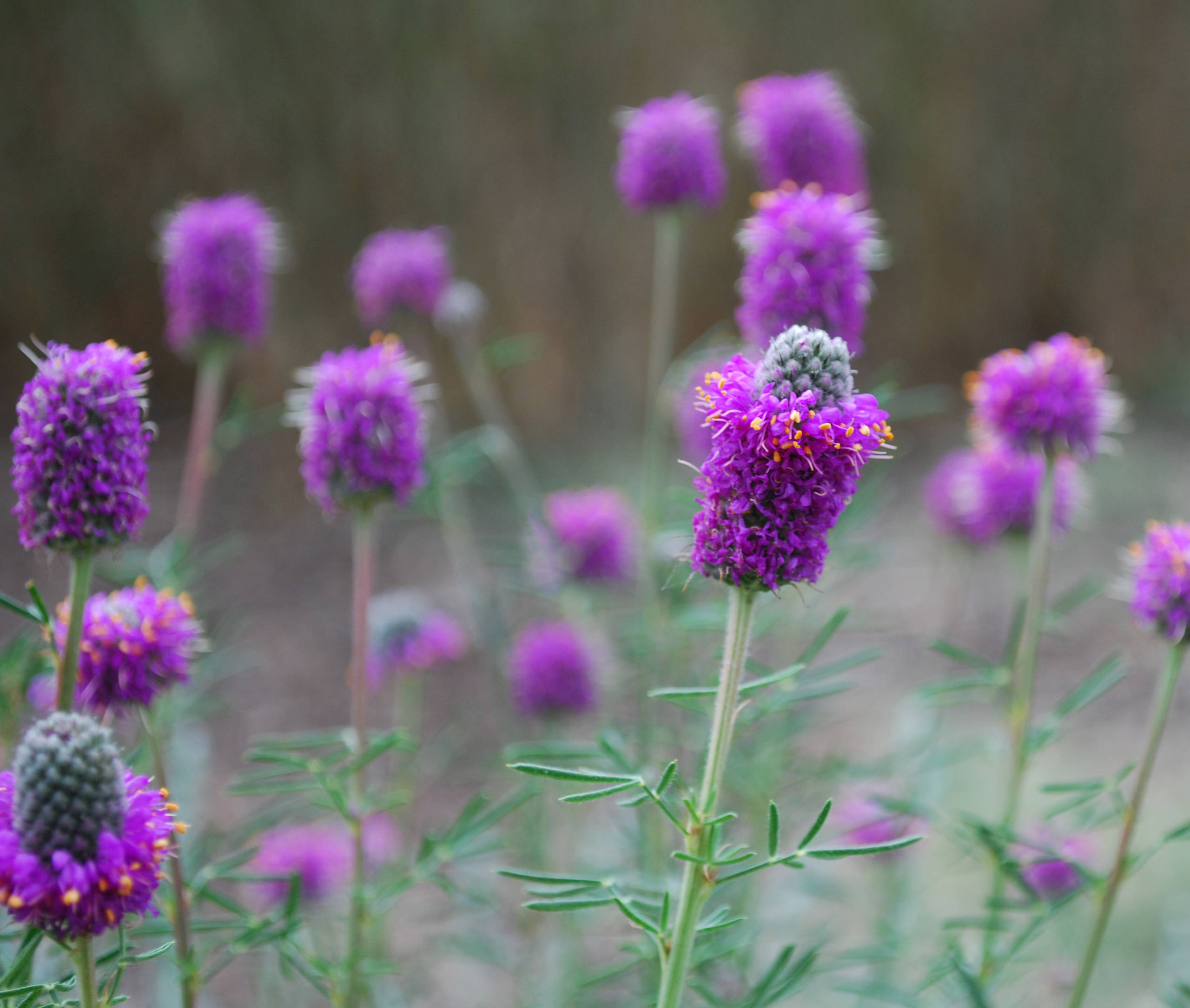 Purple Prairie Flower