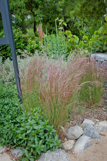Purple Three Awn - Transitional - Garden - Los Angeles - by FormLA ...