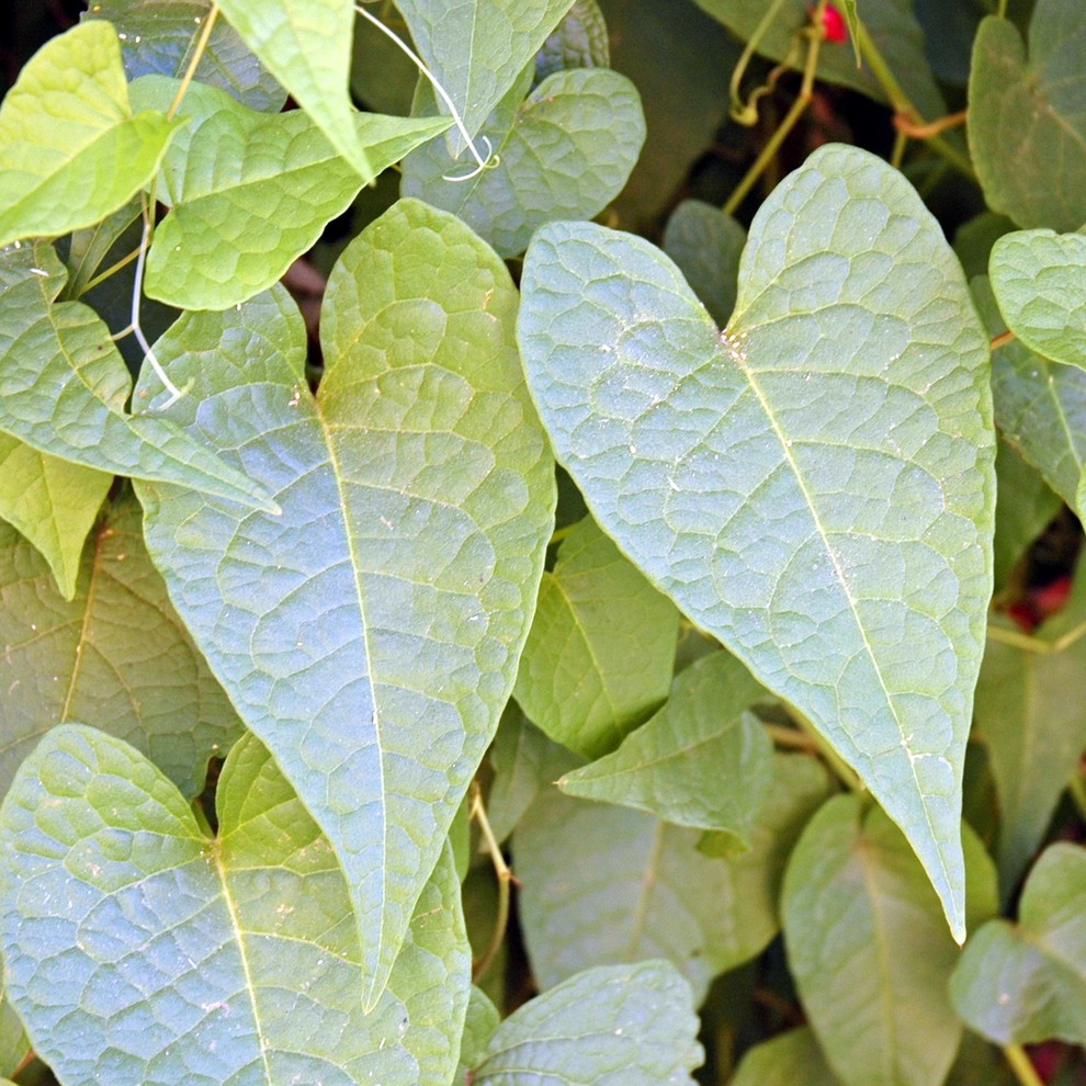Queen's Wreath Vine - Landscape - Other - by Noelle Johnson Landscape ...