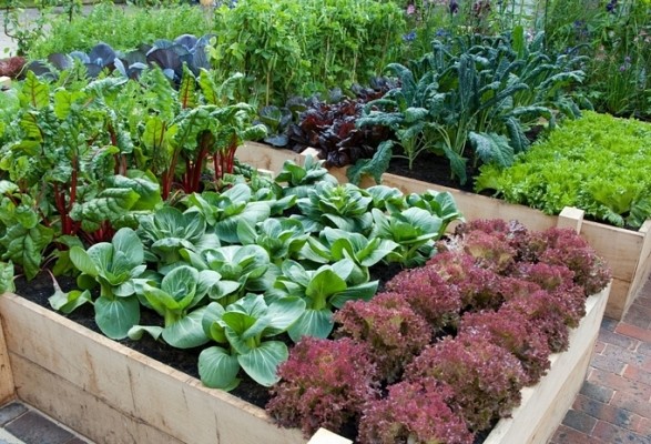Raised Vegetable Gardens - Landscape - New York - by PETER ATKINS AND ...