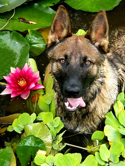 Ralphie The Dog - Jardín - Nueva York - de Caliper Farms Nursery and ...