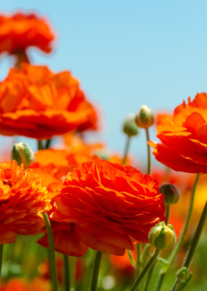 Ranunculus Sunset - Traditional - Landscape - San Diego - by California ...