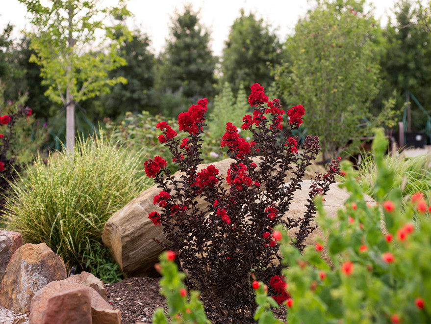 Red Black Diamond Crape Myrtle - Landscape - Dallas - by Treeland ...