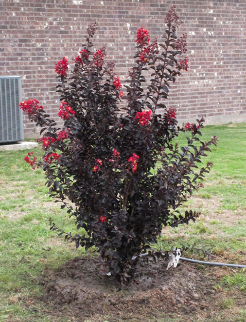 Red Black Diamond Crape Myrtle - Landscape - Dallas - by Treeland ...
