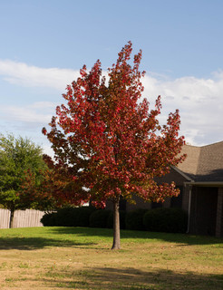 Red Oak Tree - Landscape - Dallas - by Treeland Nursery | Houzz