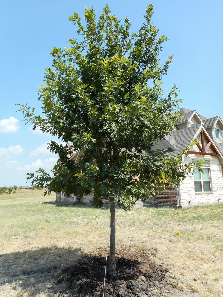 Red Oak - Landscape - Dallas - by Treeland Nursery | Houzz