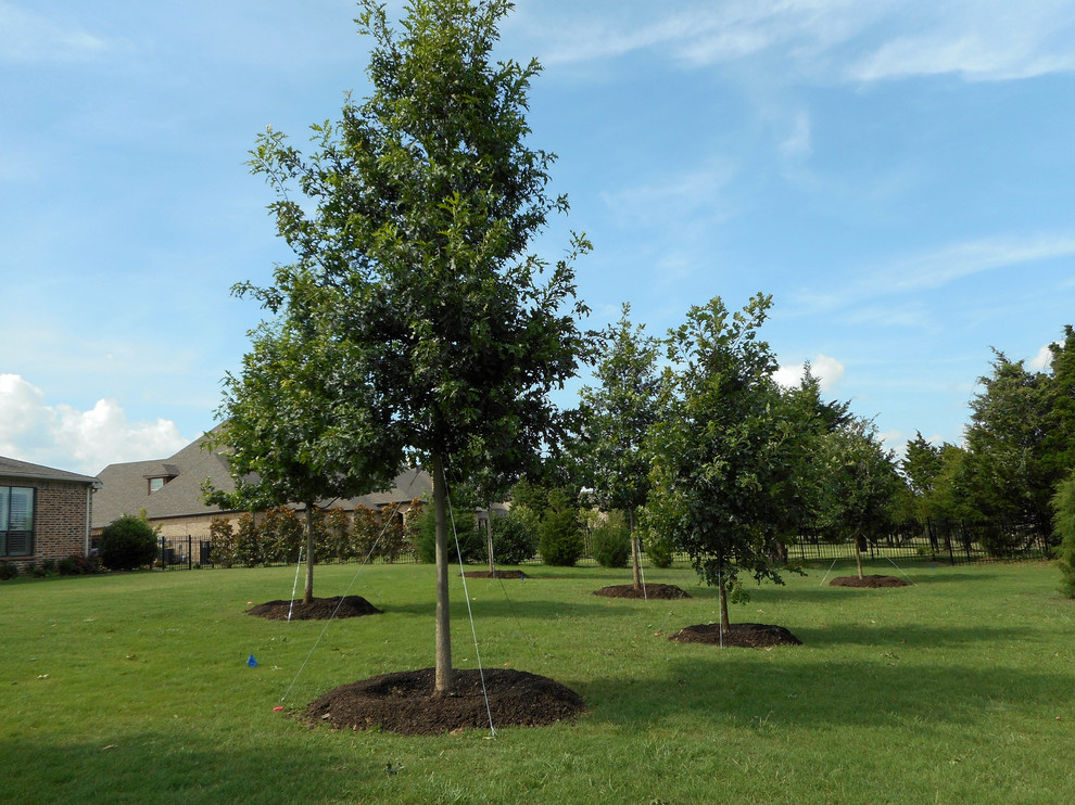 Red Oak Trees - Landscape - Dallas - by Treeland Nursery | Houzz