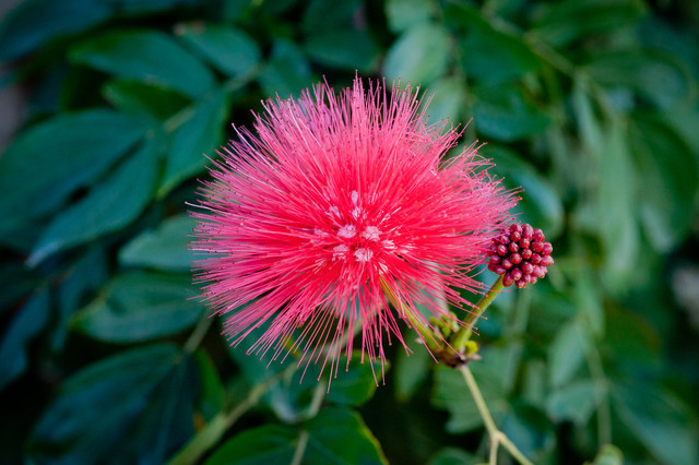 Red Powder Puff - Country - Garden - Los Angeles - by FormLA ...