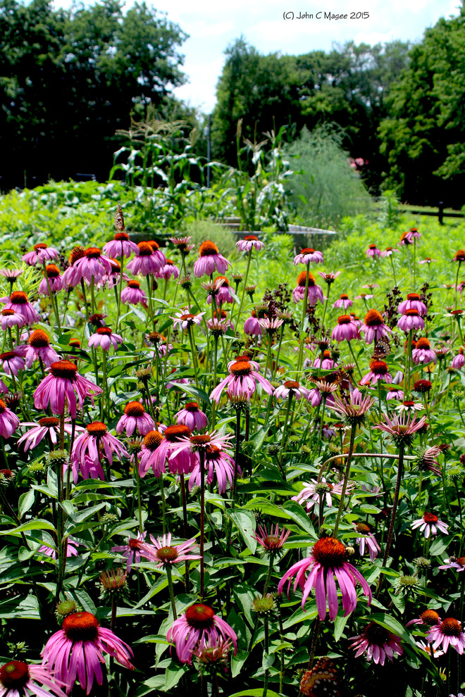Rescue Ranch - Farmhouse - Landscape - DC Metro - by Magee Design | Houzz