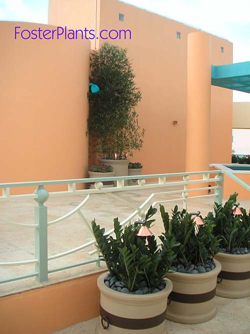 Residential Roof-top Garden - Tropical - Landscape - Miami - by ...
