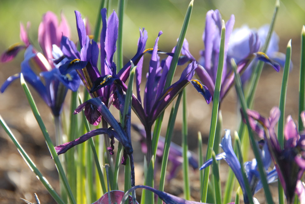 Reticulated Iris (Iris reticulata) - Landscape - Burlington - by Susan ...