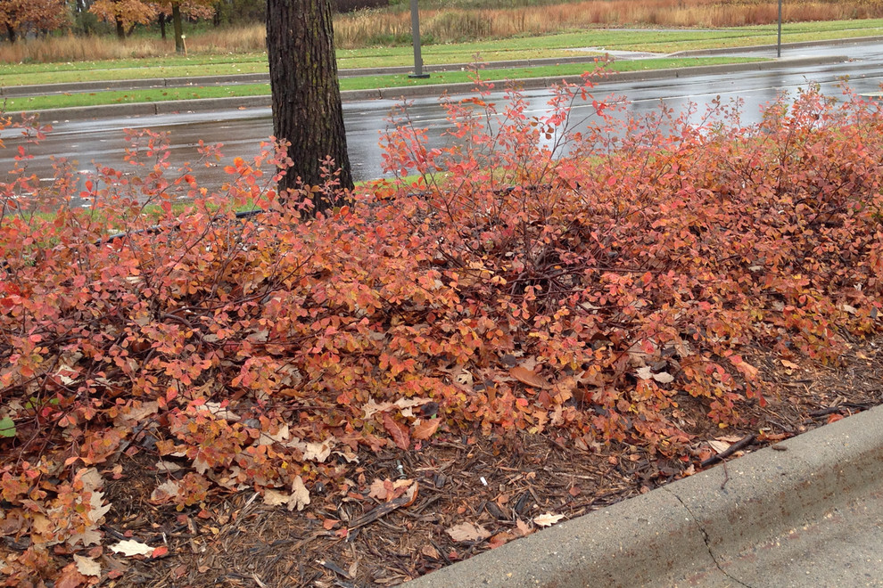 Rhus Aromatica In Winter Drawf Konza Fragrant Sumac (Rhus Aromatica
