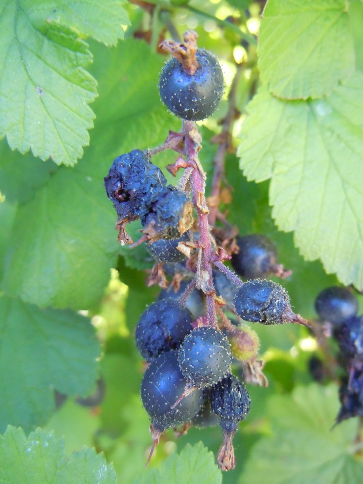Ribes sanguineum - Landscape - Other | Houzz