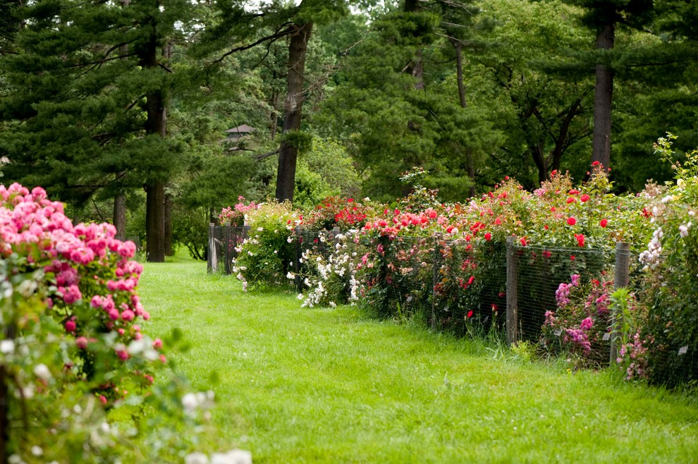 Rose Trials Garden - Traditional - Landscape - Other - by The New York ...