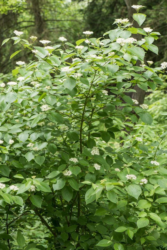 Roundleaf Dogwood - Landscape - Minneapolis - by Pollination Press LLC ...
