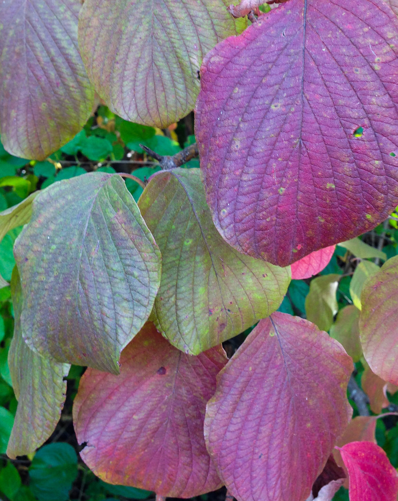 Roundleaf Dogwood - Landscape - Minneapolis - by Pollination Press LLC ...