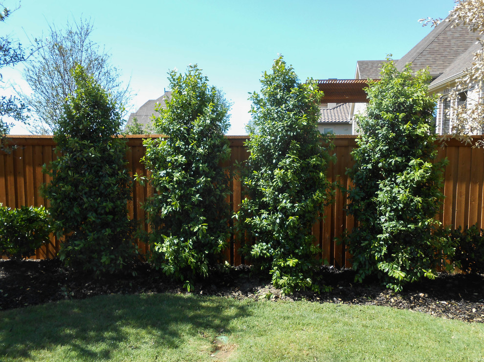 Row of Eagleston Hollies - Transitional - Landscape - Dallas - by ...