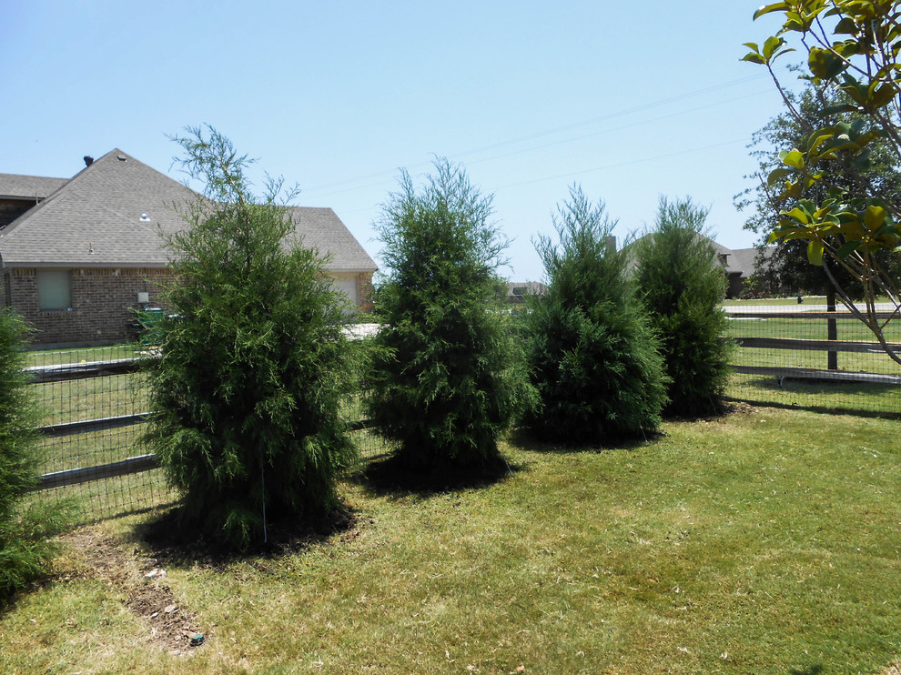 Row of Eastern Red Cedar Trees along fence - Rustic - Garden - Dallas ...