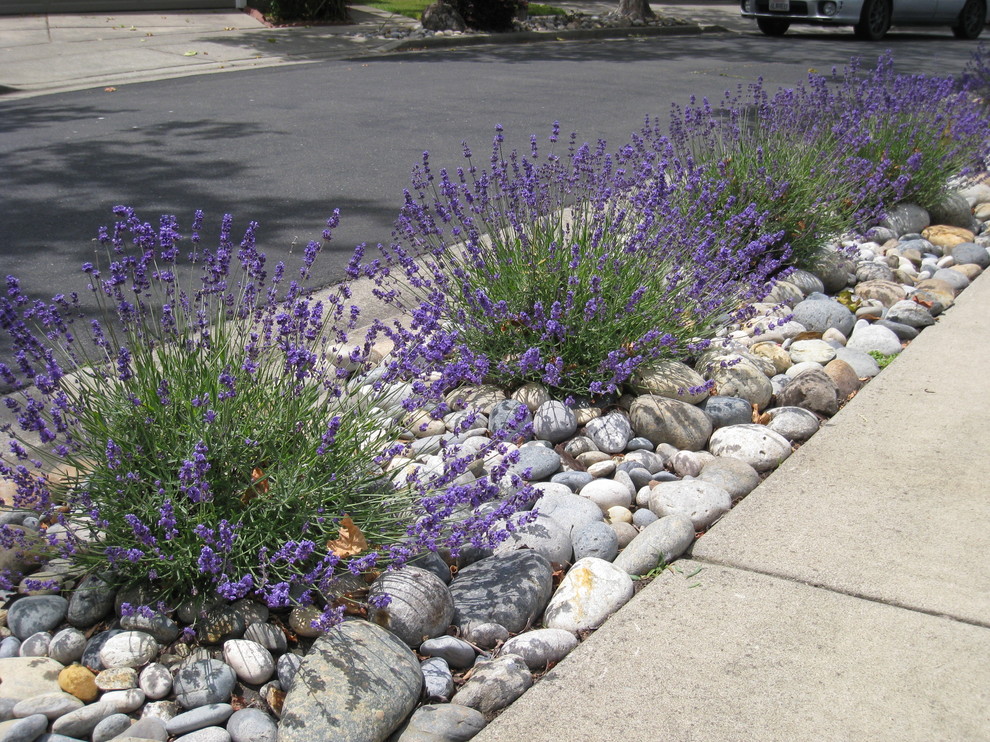Sample construction photos - Landscape - San Francisco - by Tree ...