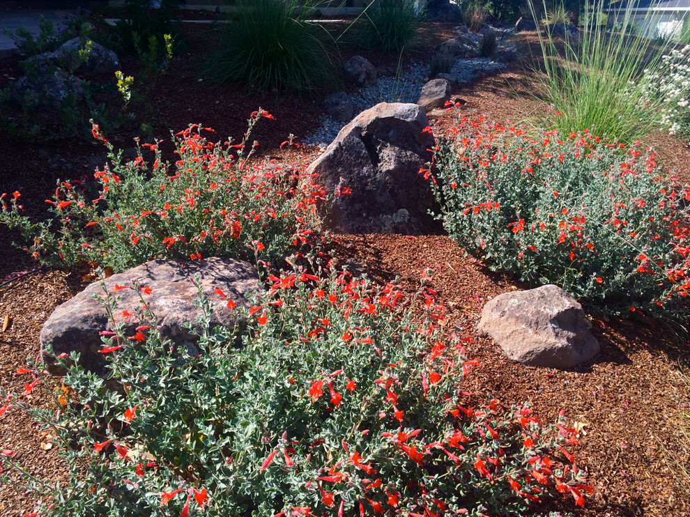 San Ramon - Landscape - San Francisco - by Woolly Blue | Houzz