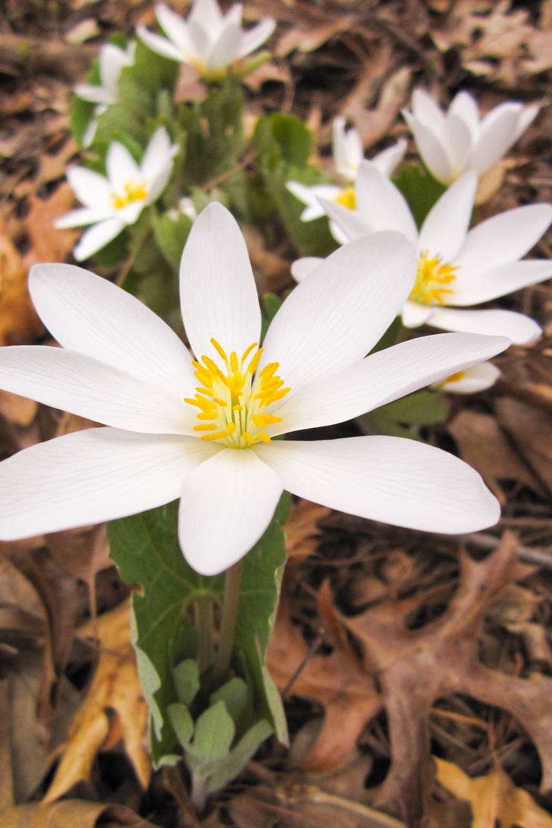 Great Design Plant: Sanguinaria Canadensis Lights the Spring Woodland