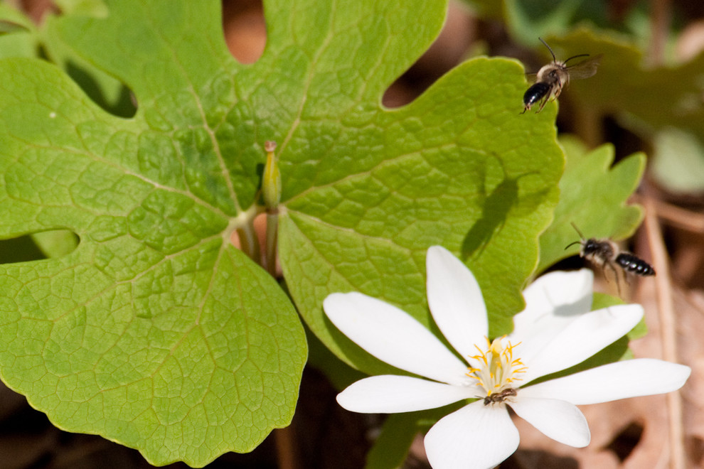 Great Design Plant: Sanguinaria Canadensis Lights the Spring Woodland