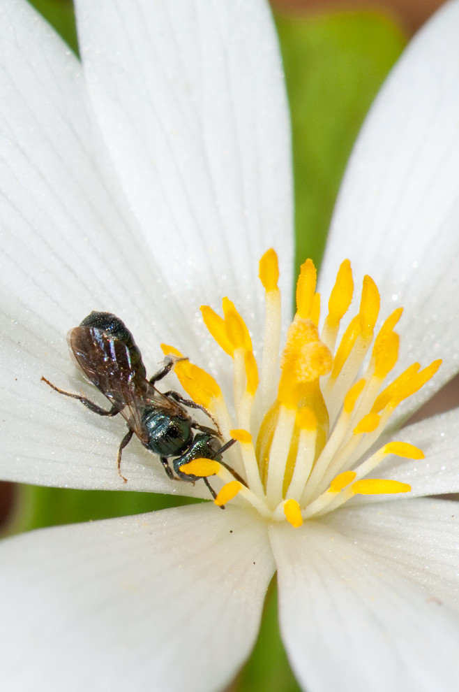 Great Design Plant: Sanguinaria Canadensis Lights the Spring Woodland
