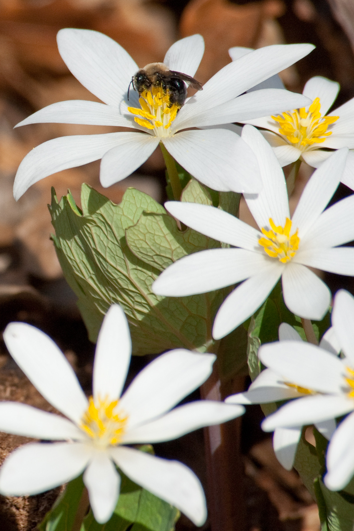 Great Design Plant: Sanguinaria Canadensis Lights the Spring Woodland