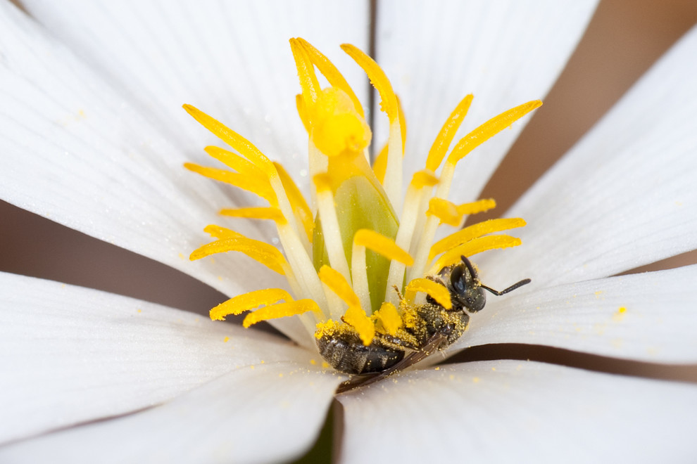 Sanguinaria canadensis / Bloodroot - Landscape - Minneapolis - by Pollination Press LLC | Houzz