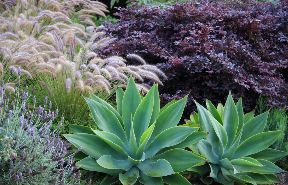 Santa Barbara Low Water Plant Design - Mediterranean - Landscape ...
