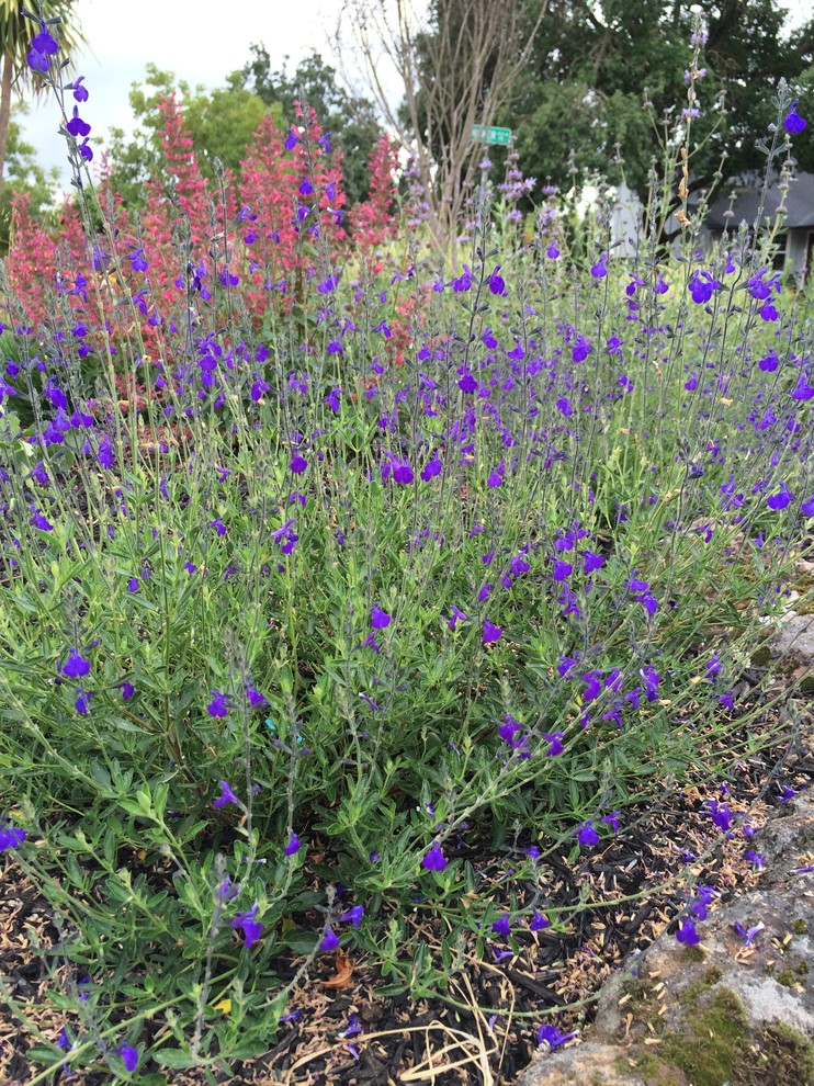 Santa Rosa Front Garden - Traditional - Landscape - Other - by Rosmarin ...