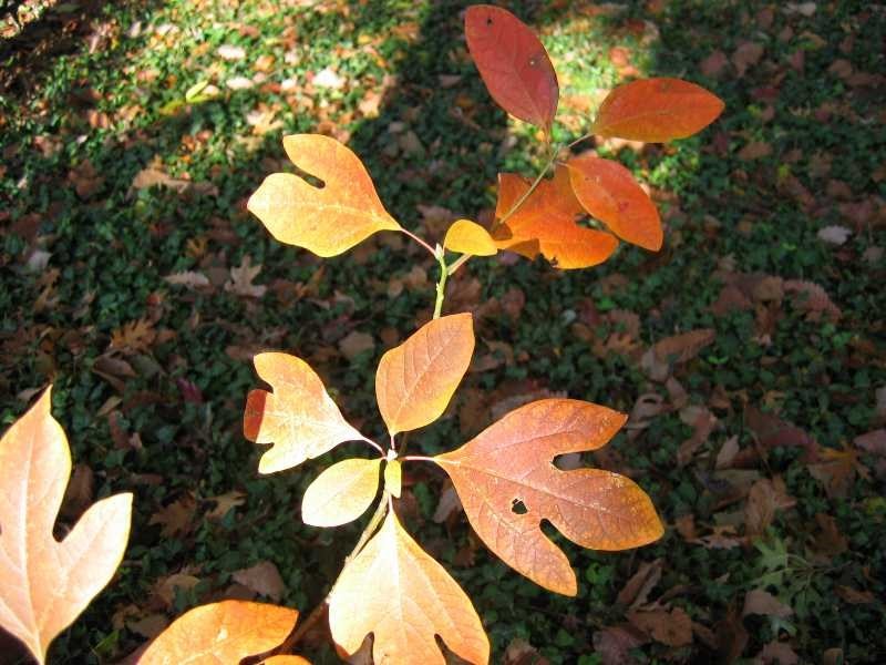 Great Design Plant: Sassafras Albidum