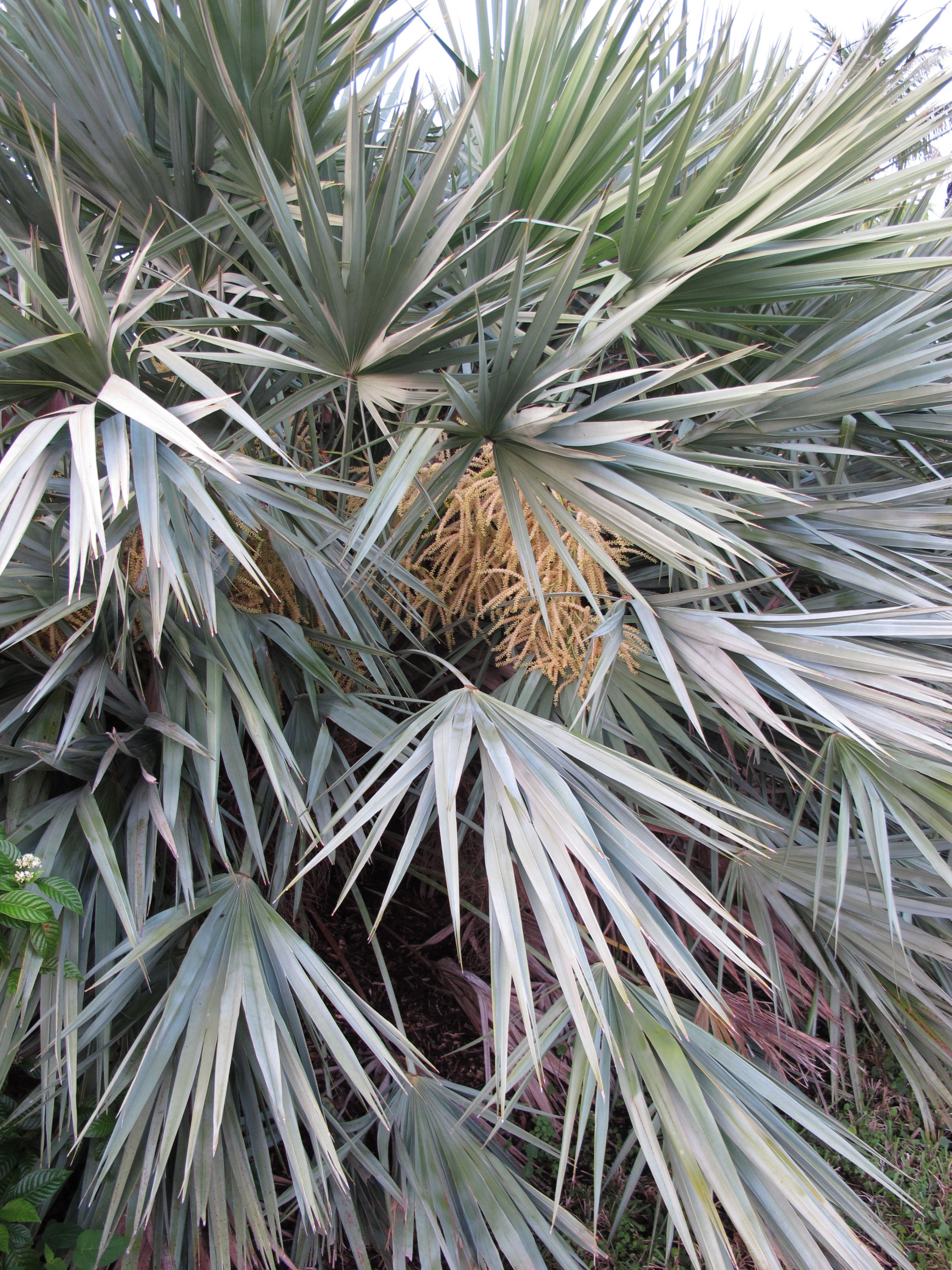 Great Design Plant: Serenoa Repens